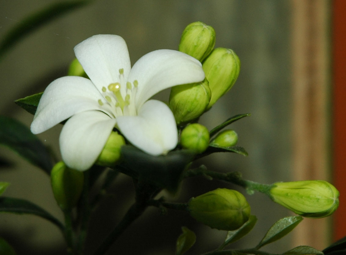 KEMUNING - ACW Woodcuts